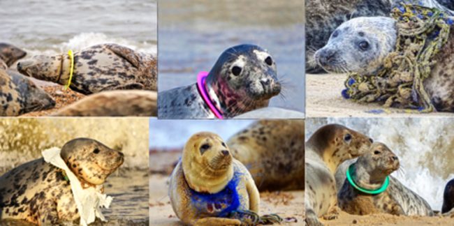 Seal Rescues - Friends of Horsey Seals