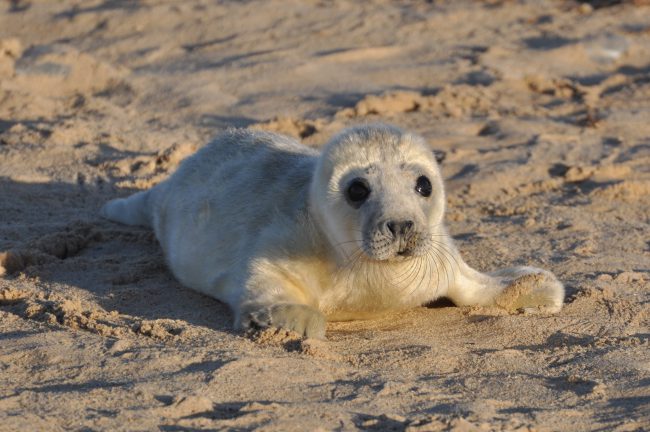 Gallery - Friends of Horsey Seals
