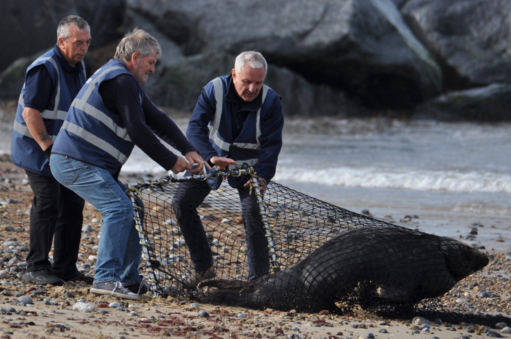 Seal Rescues - Friends of Horsey Seals