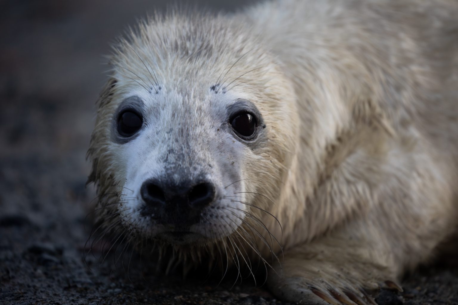 Viewing Seals - Friends of Horsey Seals