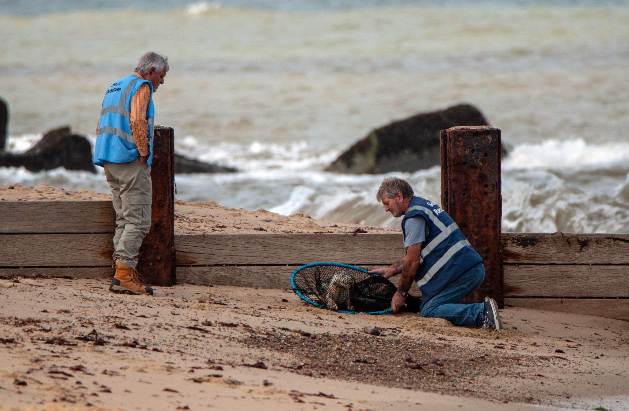 How You Can Help - Friends of Horsey Seals