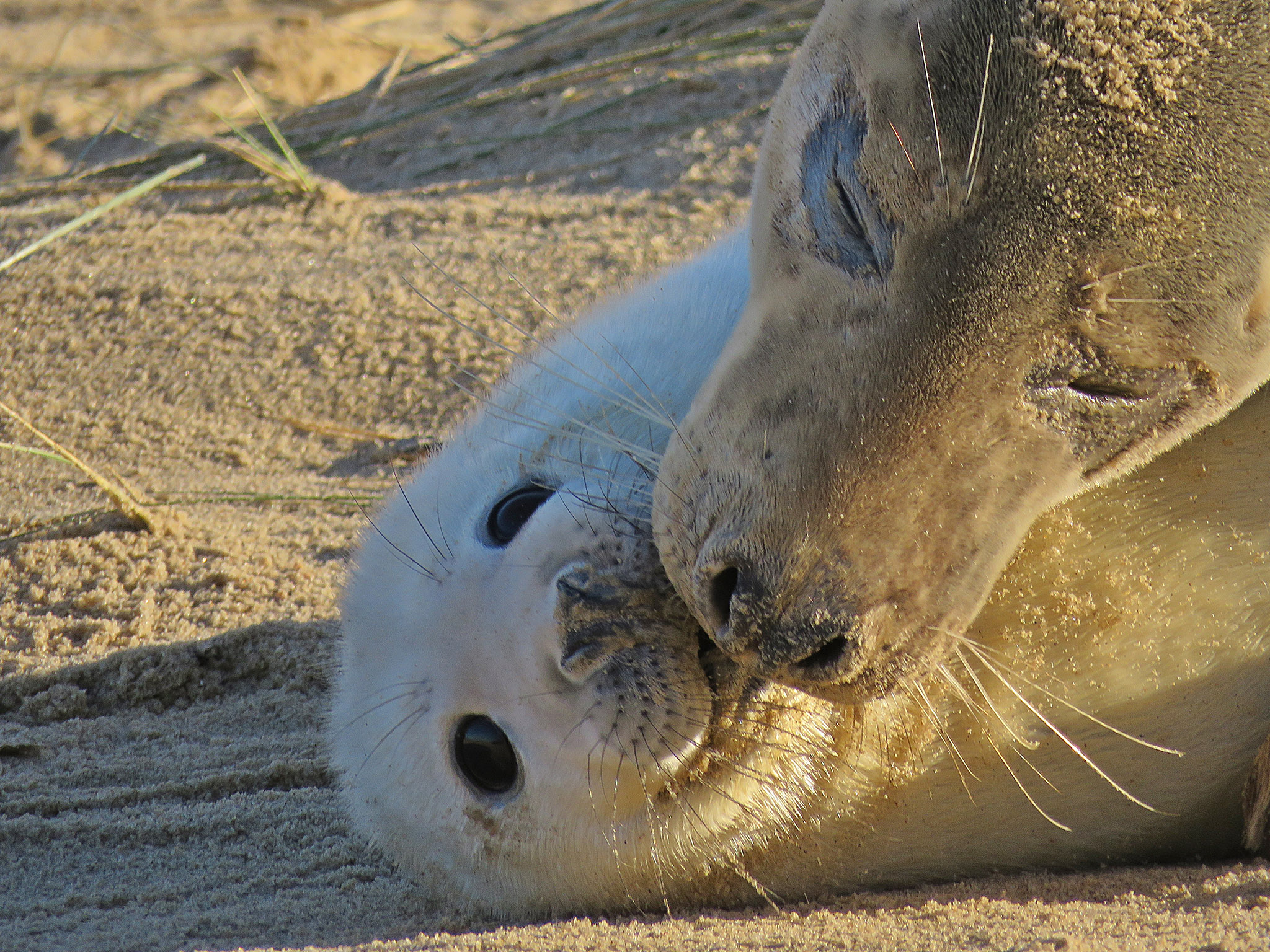 Viewing Seals - Friends of Horsey Seals