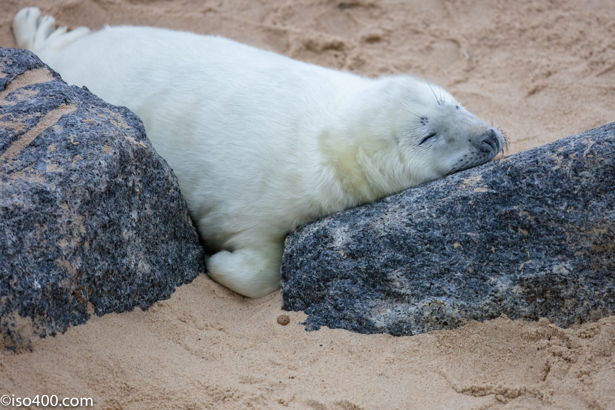 About Grey Seals - Friends of Horsey Seals