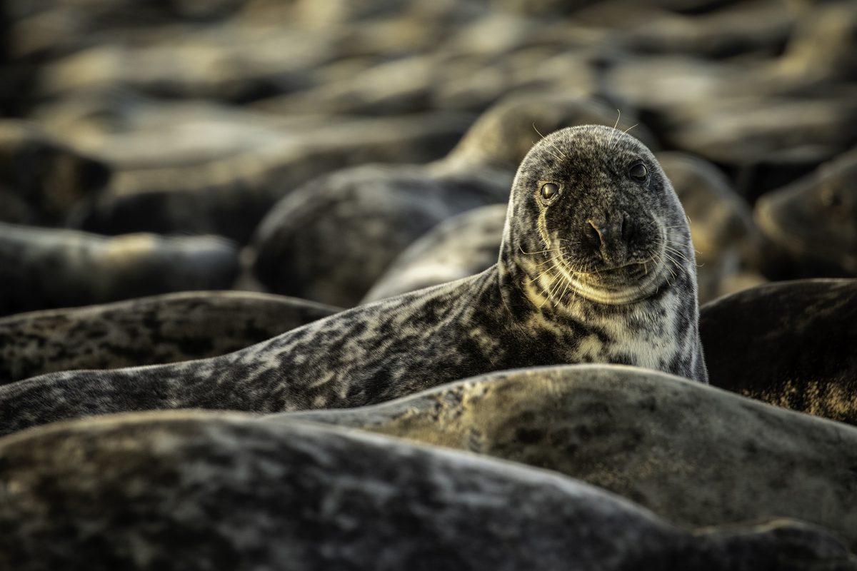 About Grey Seals - Friends of Horsey Seals