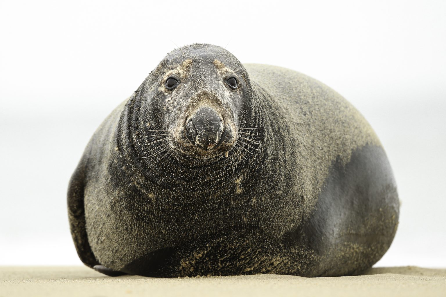 Visit - Friends of Horsey Seals