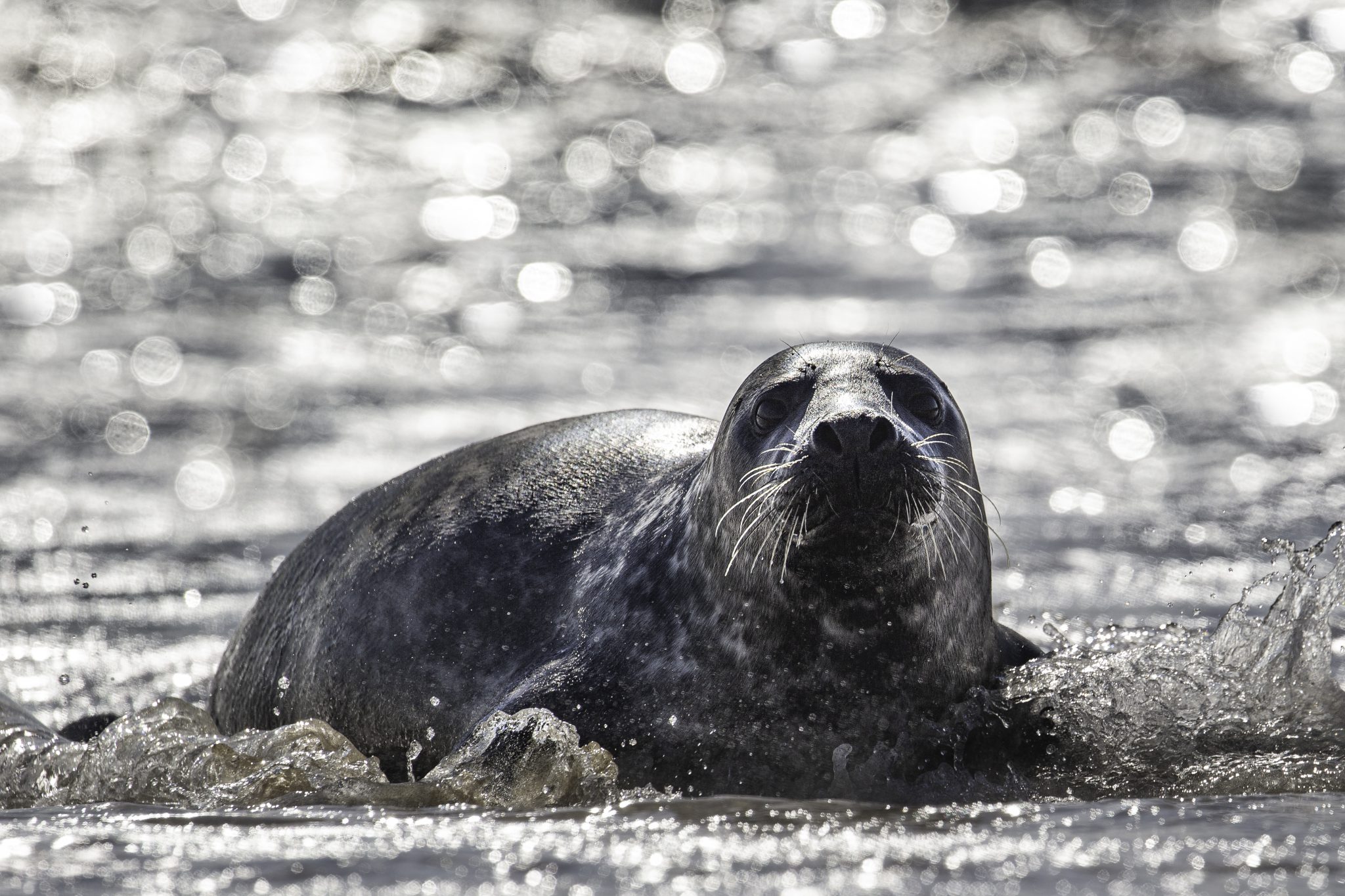 Visit - Friends of Horsey Seals
