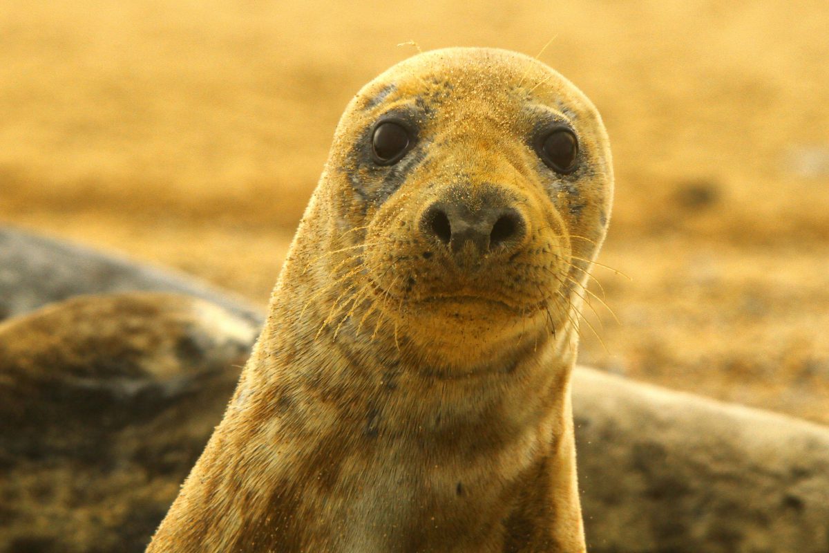 Gallery - Friends of Horsey Seals
