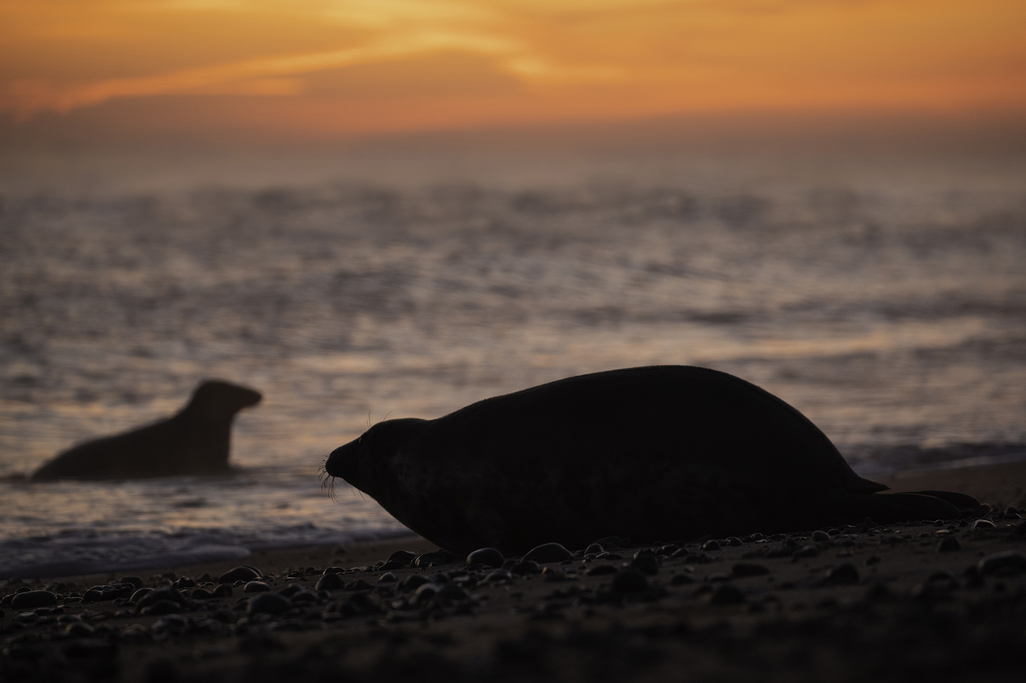About Grey Seals - Friends of Horsey Seals