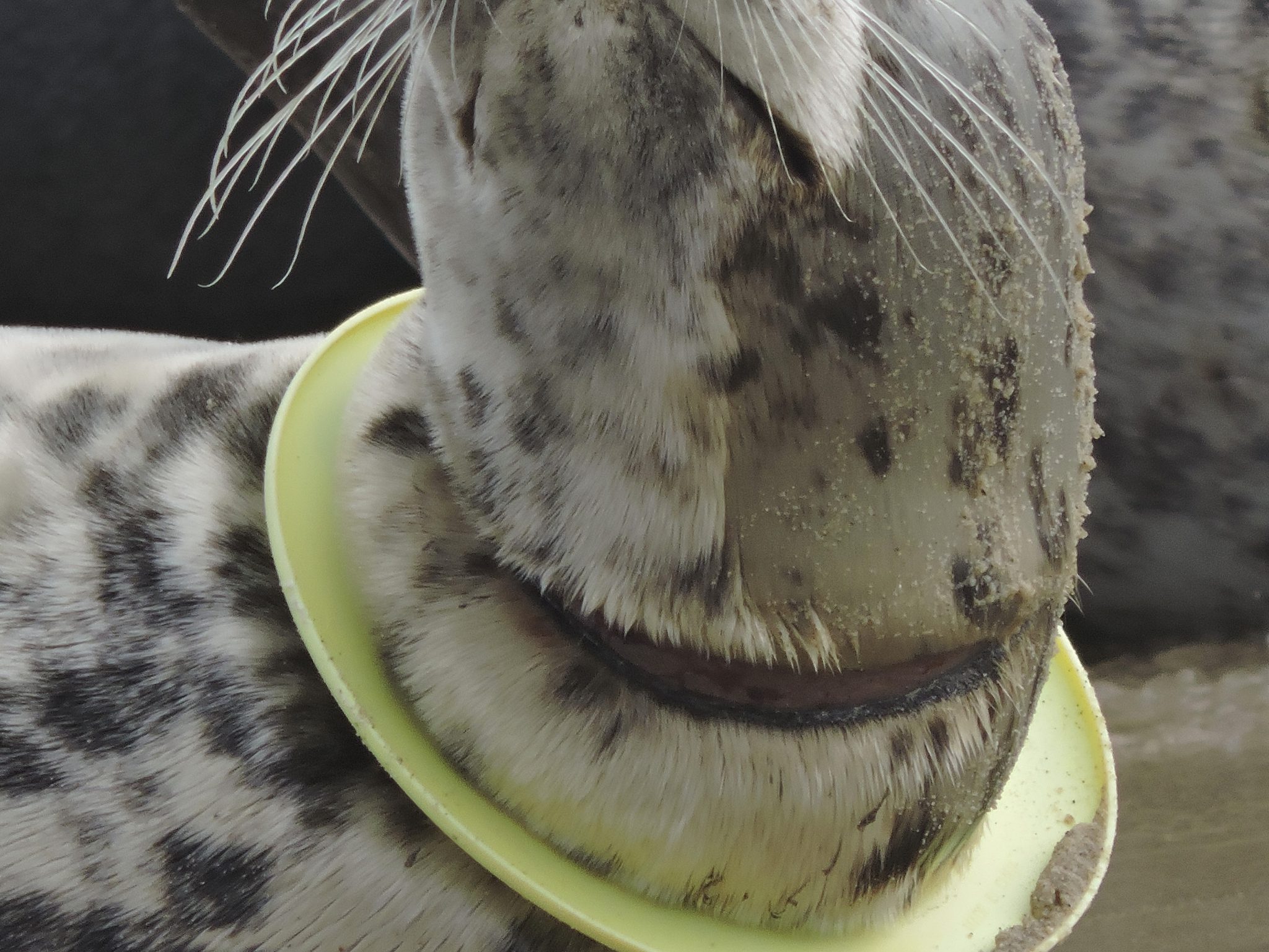 Campaigns - Friends of Horsey Seals