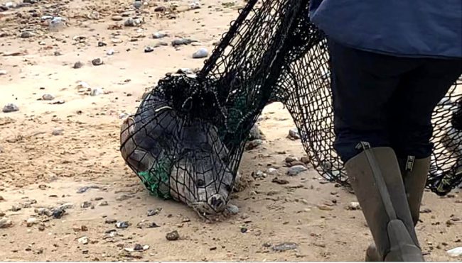 Netted Seal Rescued - Friends of Horsey Seals
