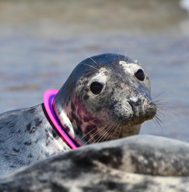 SOS: SEA LIFE Promoting the Save Our Seals Campaign - Friends of Horsey ...