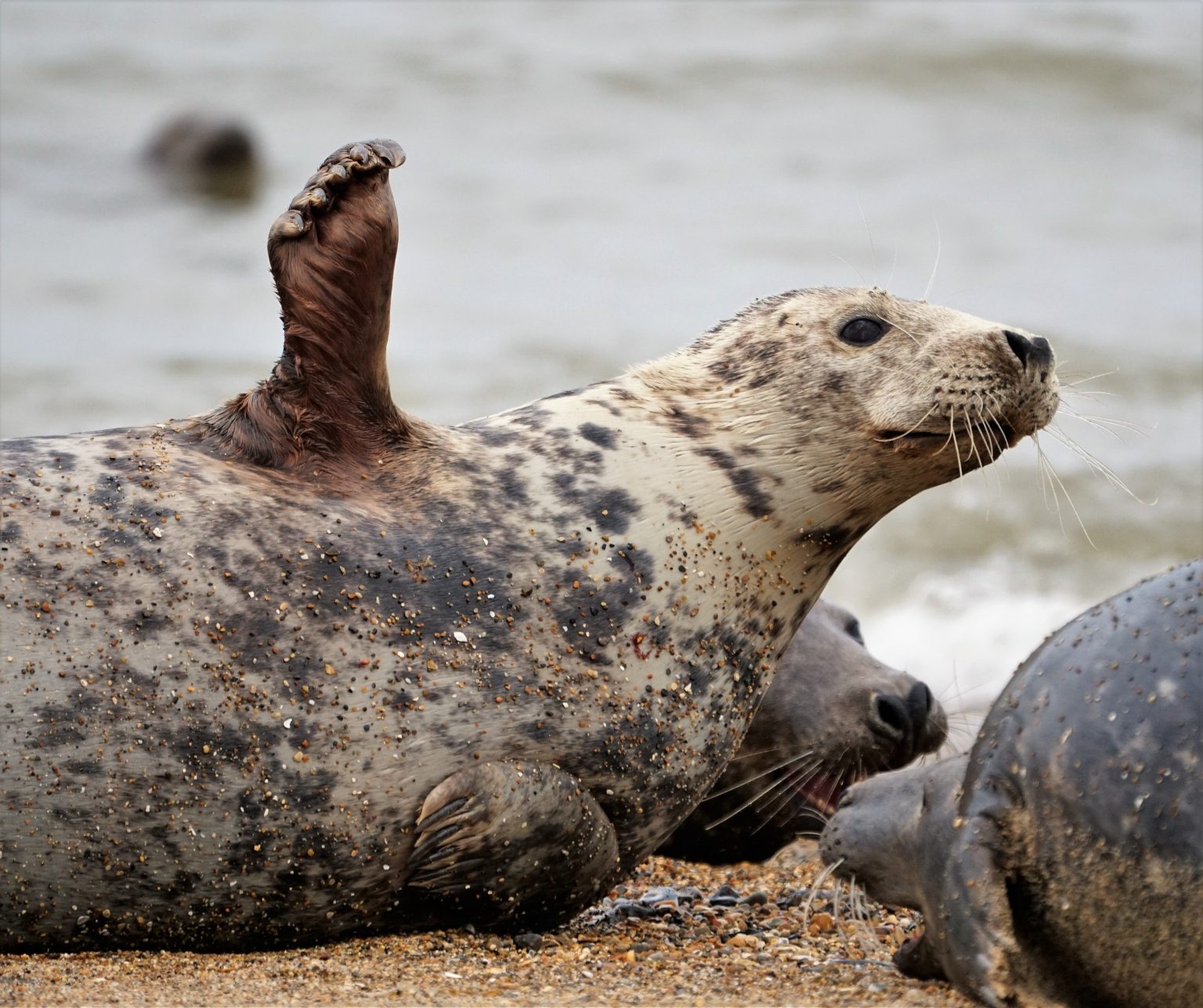 Is That Seal Waving At Me?! - Friends of Horsey Seals