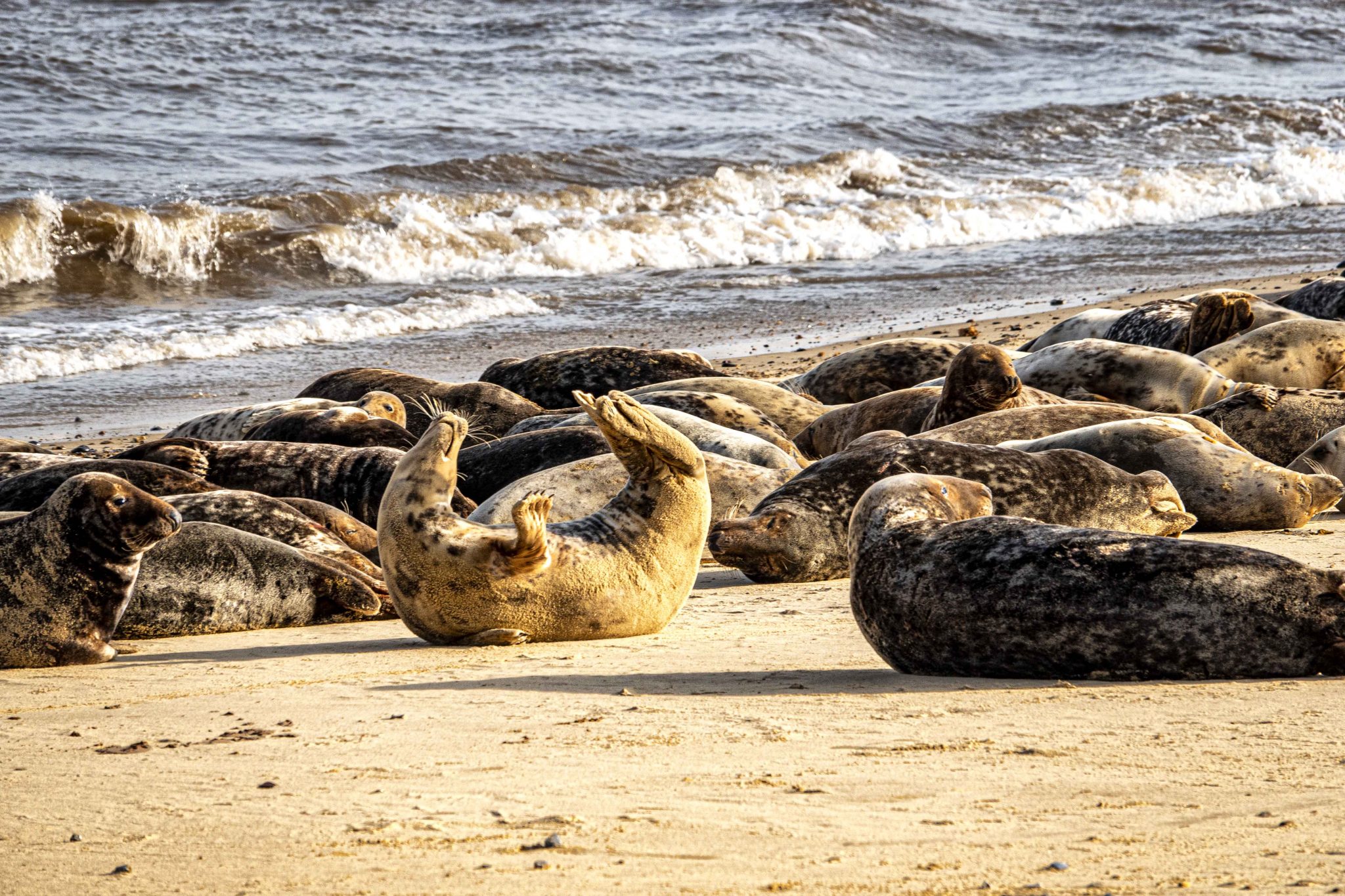 Viewing The Moult - Friends of Horsey Seals